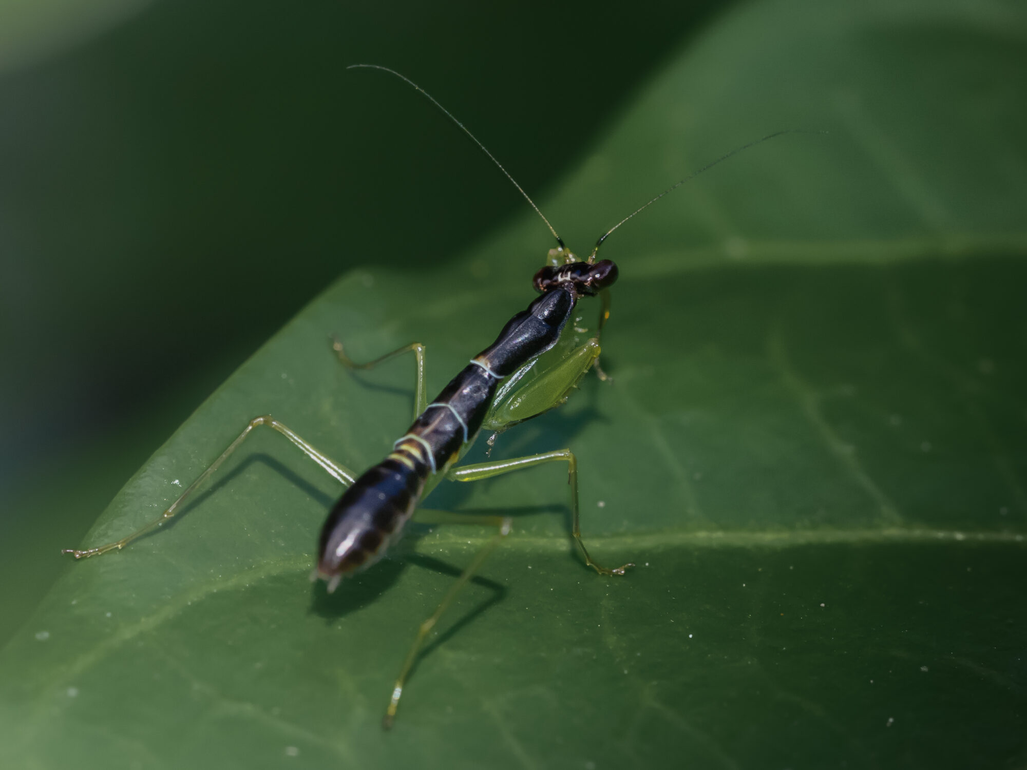 アリに擬態する生き物 | ECHOES / Leo Takahashi